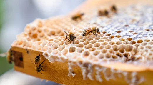 Fundraiser Honey – The House of Honey